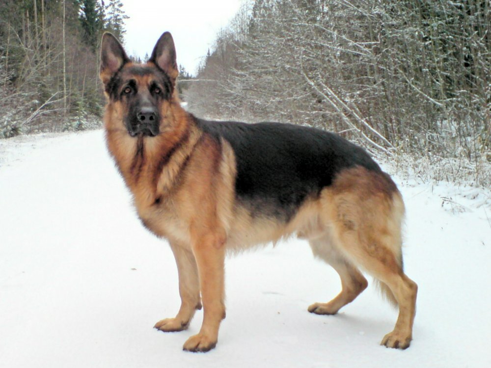 Scandinavias peeeneste hund/schæfer