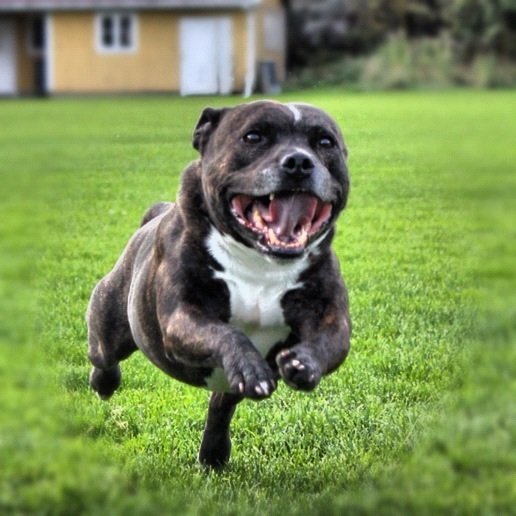 Engelsk Staff i farta.