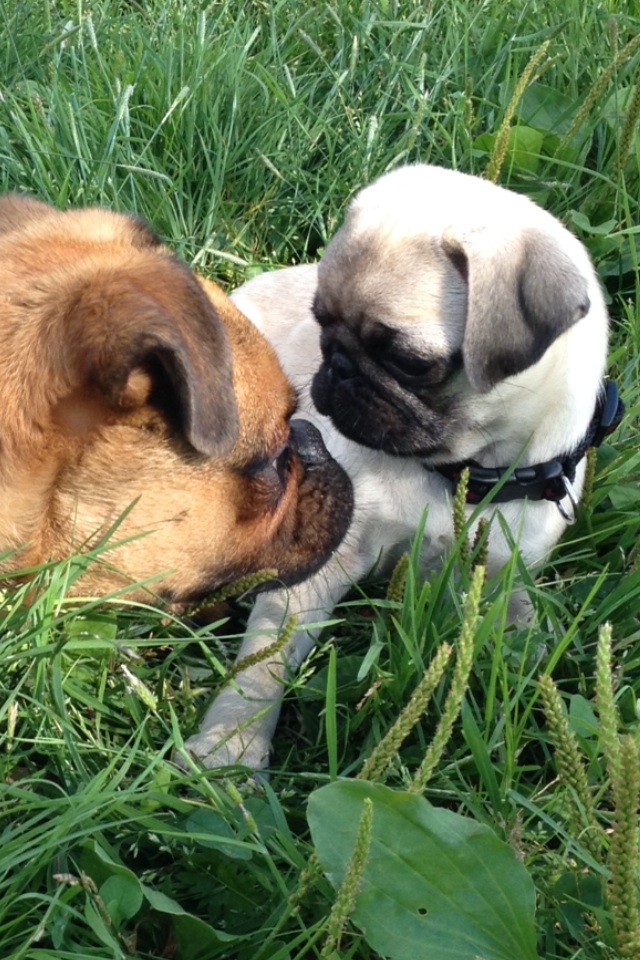 To gode venner koser seg på tur - VG Protokoll